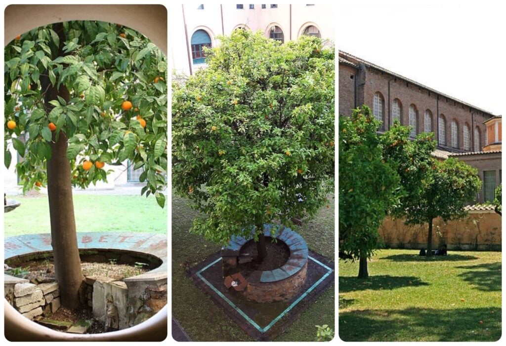 Ancient Orange Tree