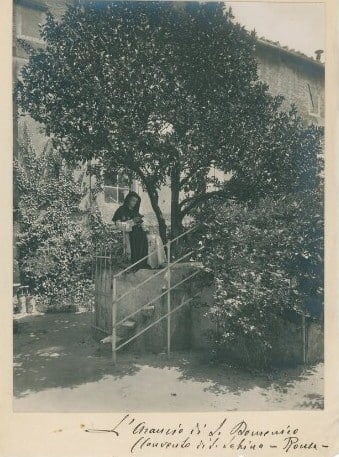St. Sabina in Rome and the orange tree that San Domenico planted ...