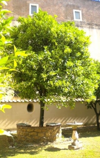 St. Sabina in Rome and the orange tree that San Domenico planted ...