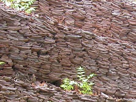 The history of Testaccio district in Rome - Italy Rome Tour